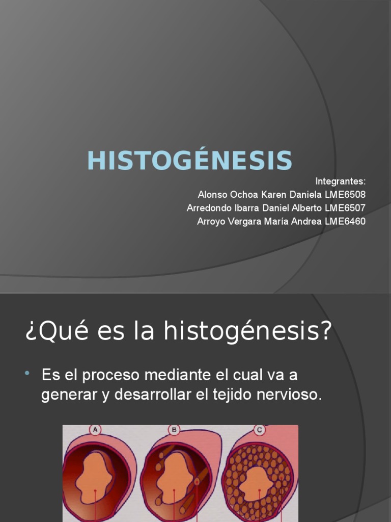 Histogénesis | PDF