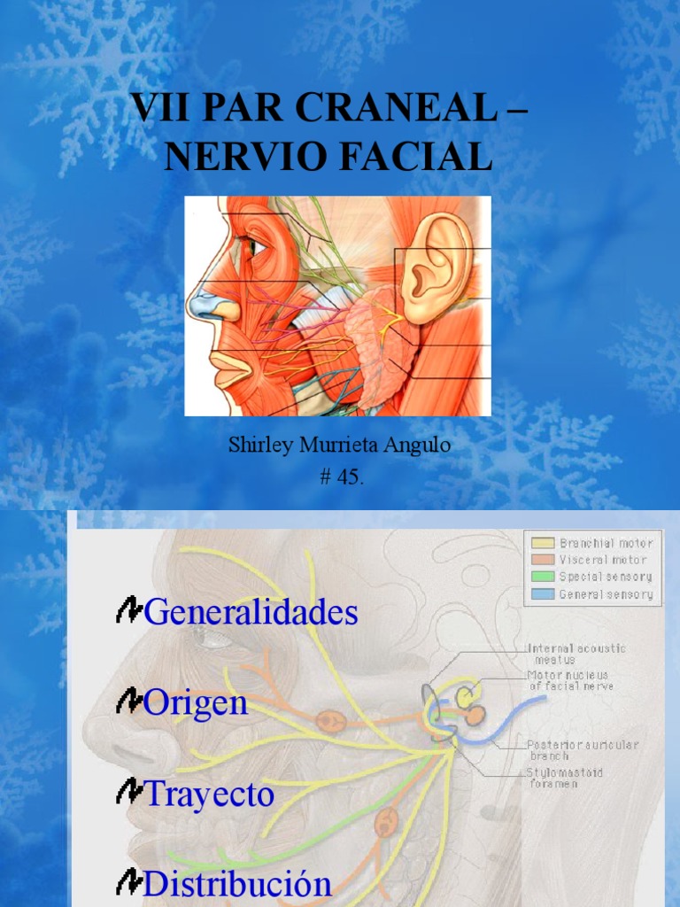 Vii Par Craneal - Nervio Facial | PDF | Anatomia animal | Cara