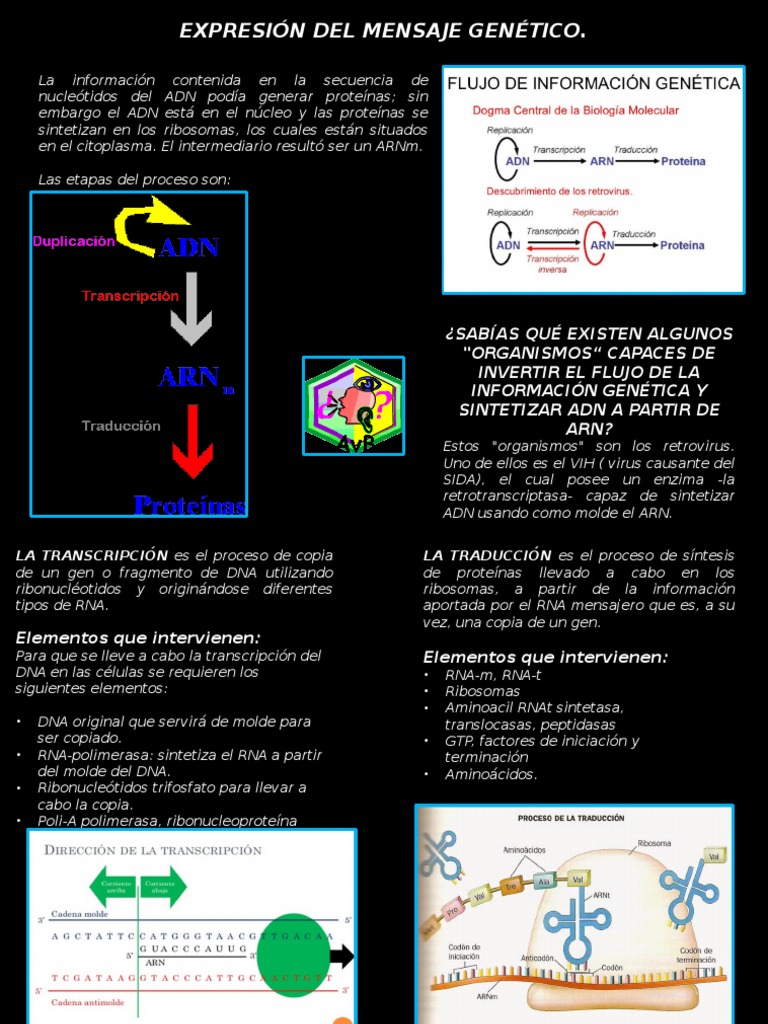 TRANSCRIPCION | PDF