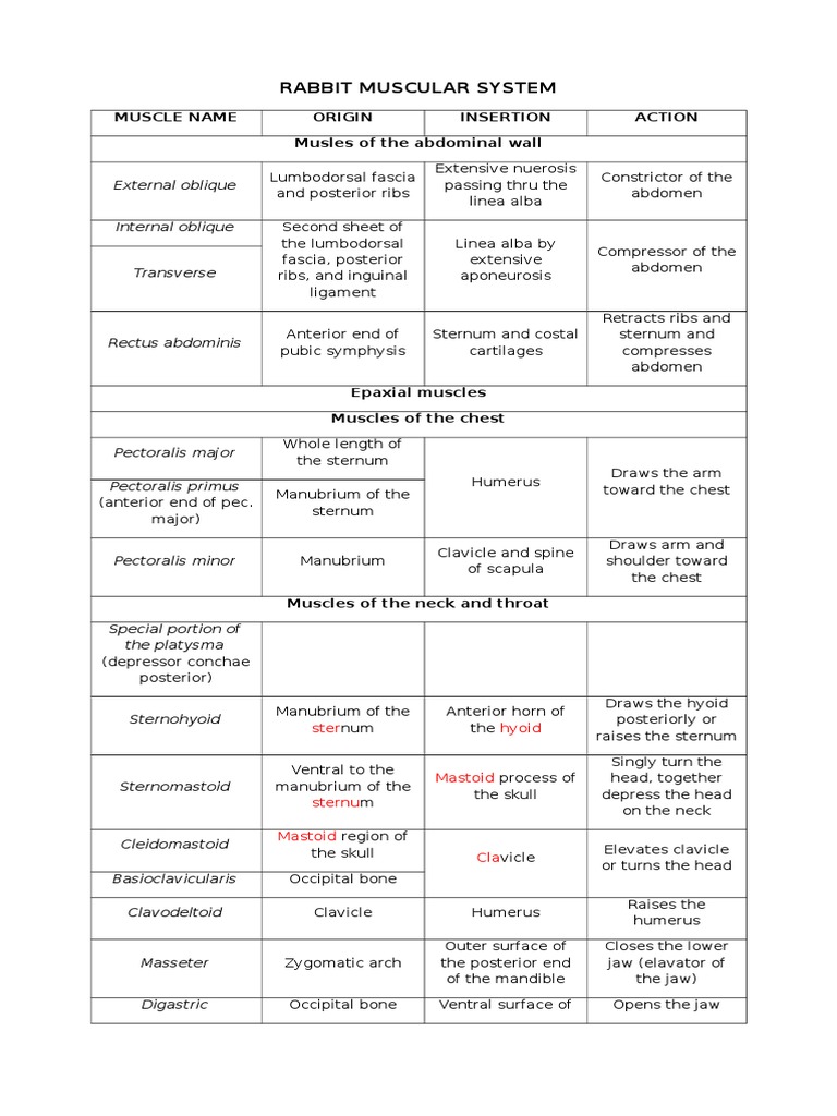 Rabbit Muscular | PDF | Vertebral Column | Musculoskeletal System