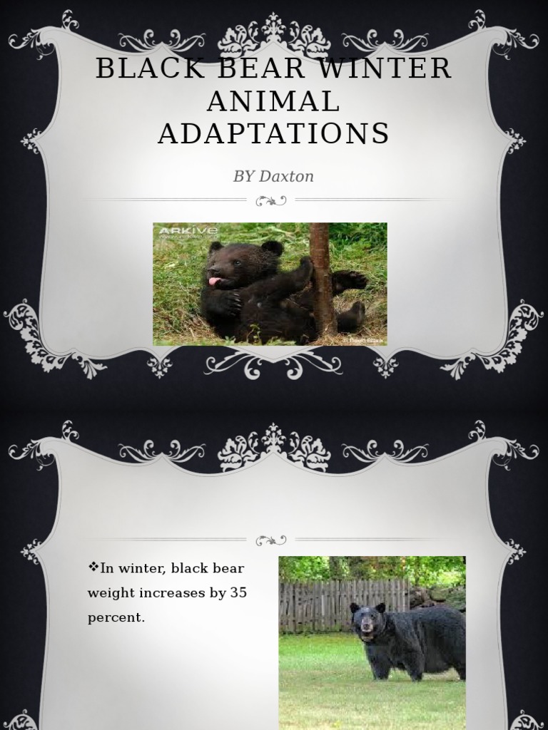 Black Bears | PDF