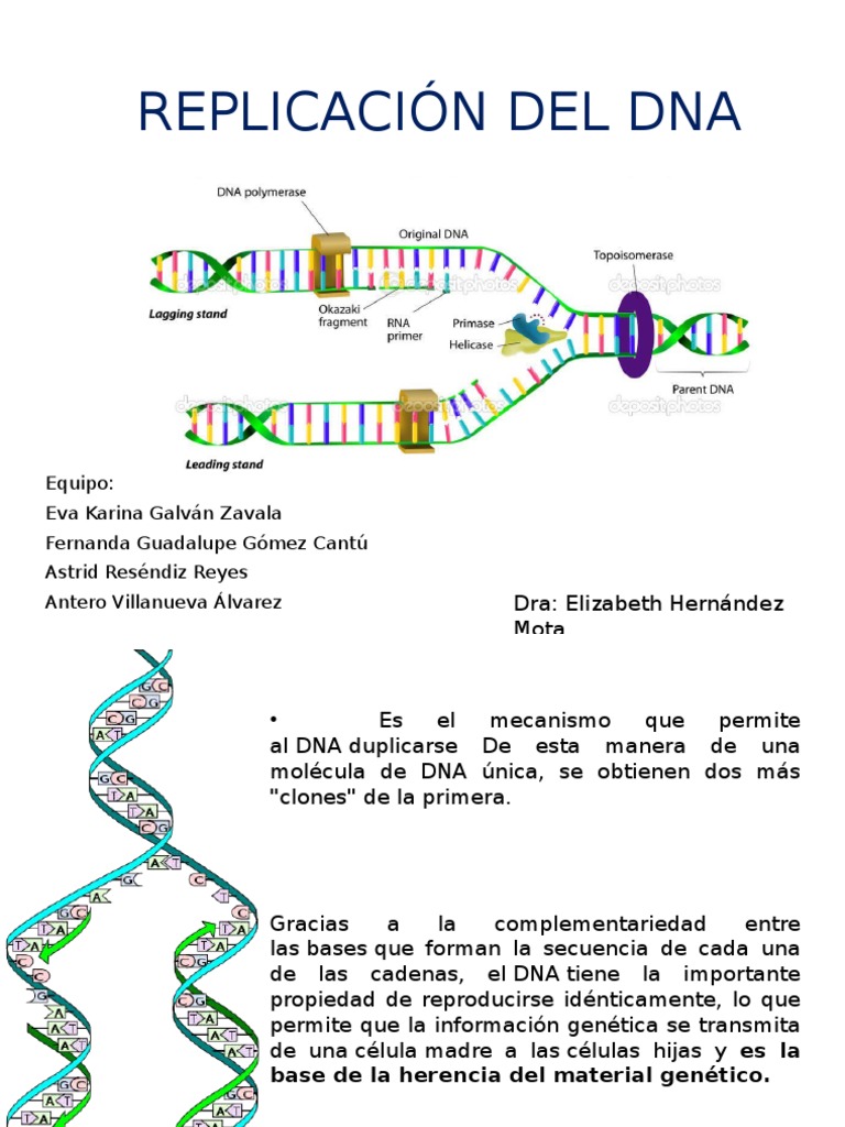 Replicación Del Adn | PDF | Replicación De Adn | Adn