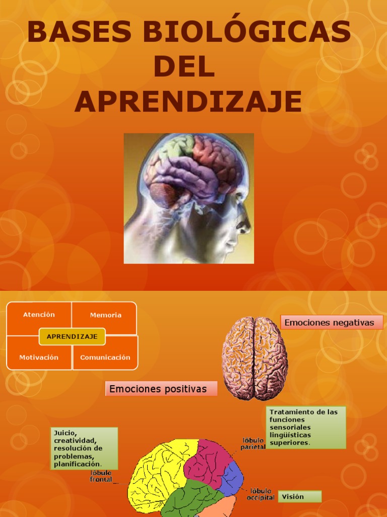 BASES BIOLOGICAS DEL APRENDIZAJE 1.pptx | Cerebro | Neurona