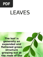 Leaves | PDF | Branches Of Botany | Plants