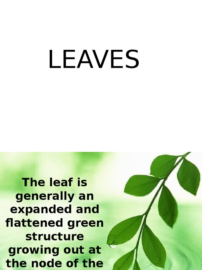 Botany Lab Leaves | PDF | Plant Stem | Anatomy