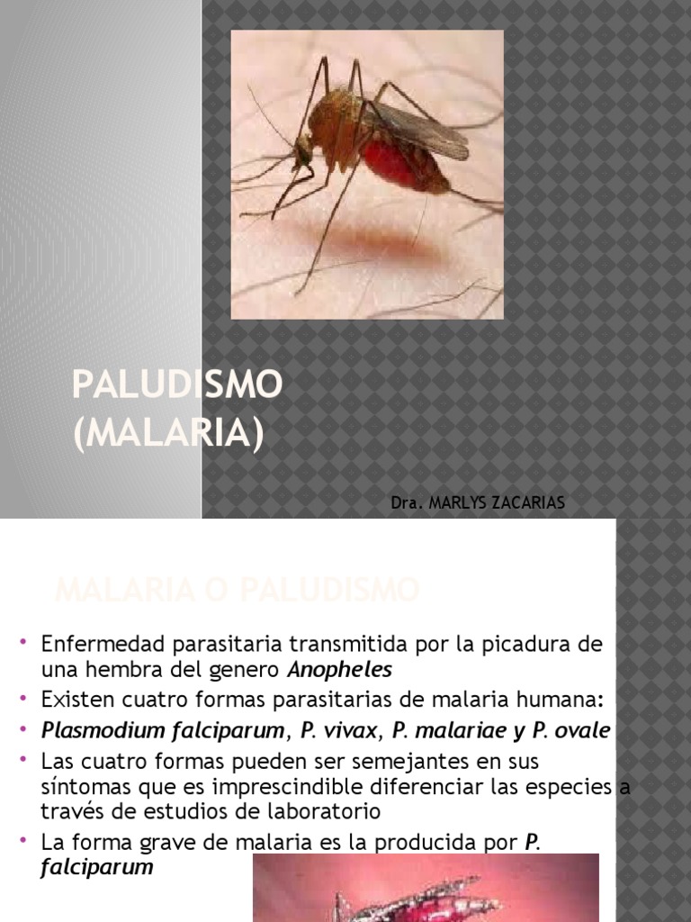 Paludismo Malaria | Malaria | Plasmodium Falciparum