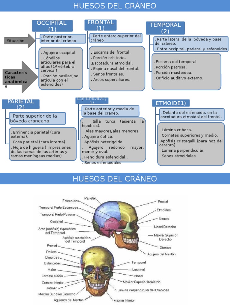 Huesos Del Cráneo | PDF | Anatomía humana | Sistema esquelético