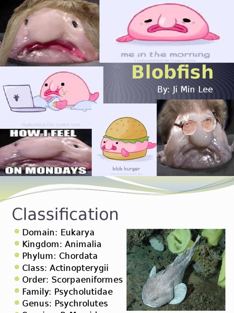 Blobfish | PDF | Habitat | Heart
