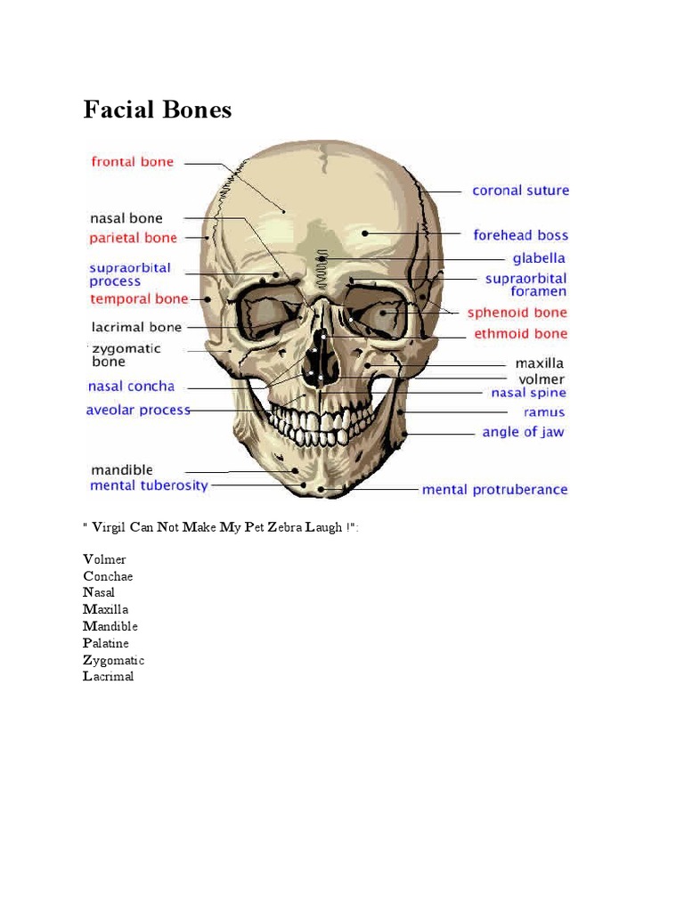 Overview of Facial Bones | PDF