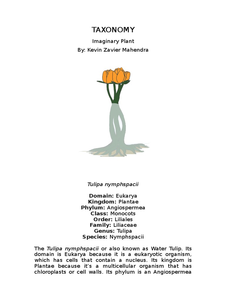Tulip Taxonomy Overview | PDF | Science & Mathematics