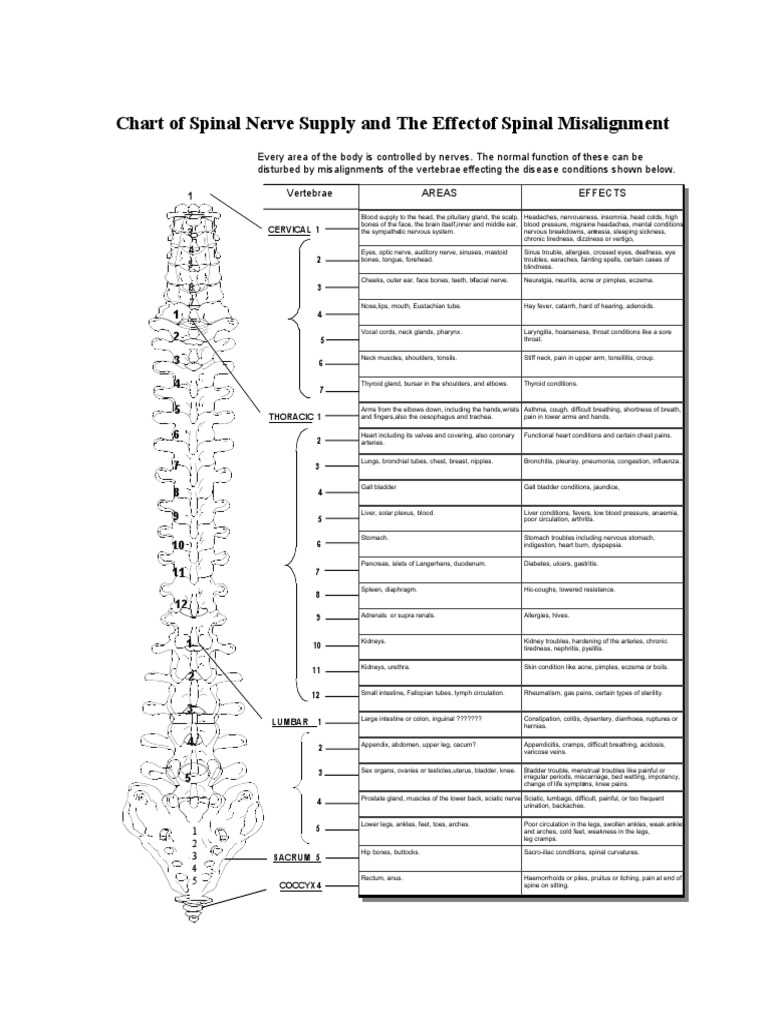 Chart of Spinal Nerve Supply and The Effectof Spinal Misalignment PDF ...