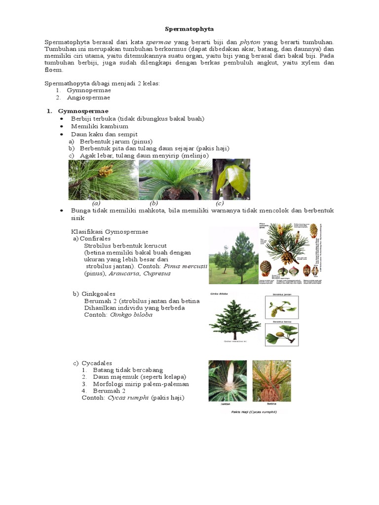 Klasifikasi Tumbuhan Berbiji: Gymnospermae & Angiospermae | PDF