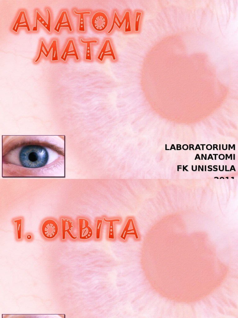 Struktur Anatomi Orbita Mata | PDF