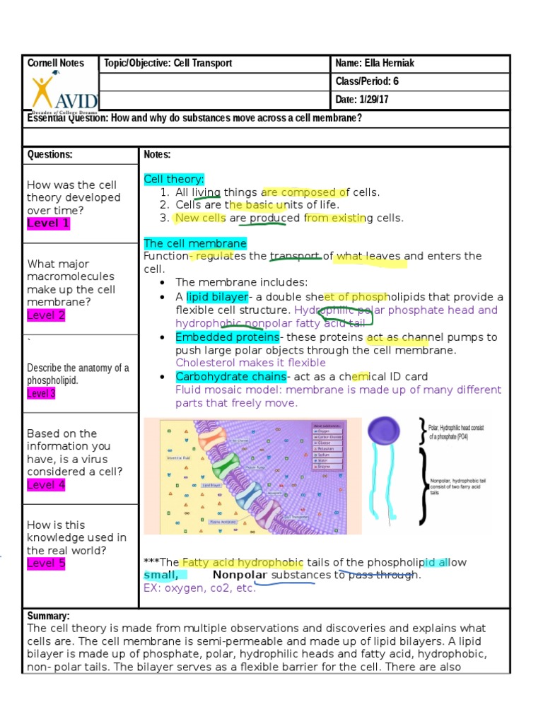 Bio Cornell Notes Cell Transport 2 | PDF | Cell Membrane | Osmosis