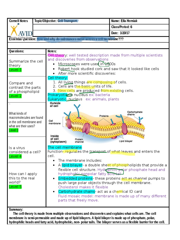 bio cell transport cornell notes | Cell Membrane | Osmosis