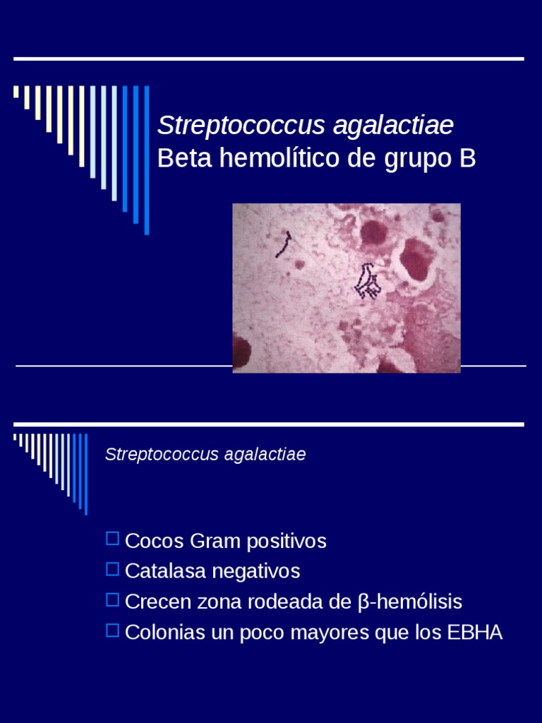 Streptococcus Agalactiae | PDF | Estreptococo | Patologia clinica