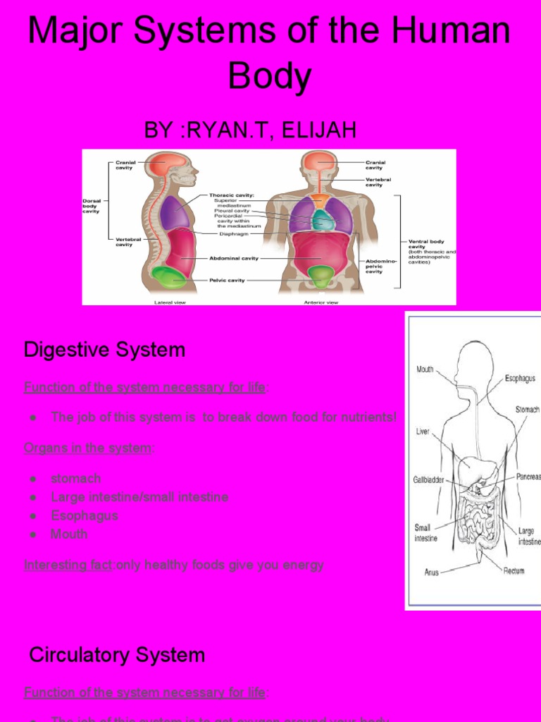 Elijah Ryan Humanbodysystemsproject | PDF | Muscle | Circulatory System