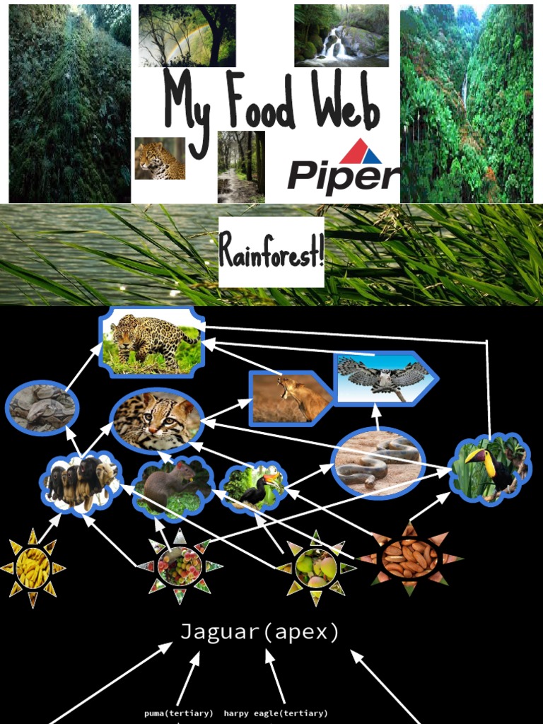 Rain Forest Food Web | PDF | Ecosystem | Trees