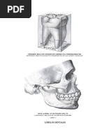 Canino Temporal Superior | PDF | Anatomia dental | Diente