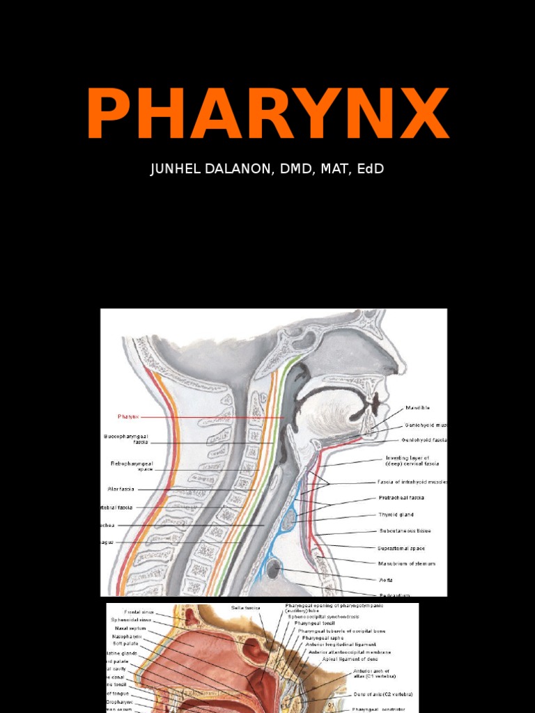 Pharynx | PDF | Larynx | Animal Anatomy