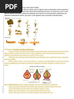 Tricomas - Qué Son, Función y Tipos | PDF | Plantas | Hoja
