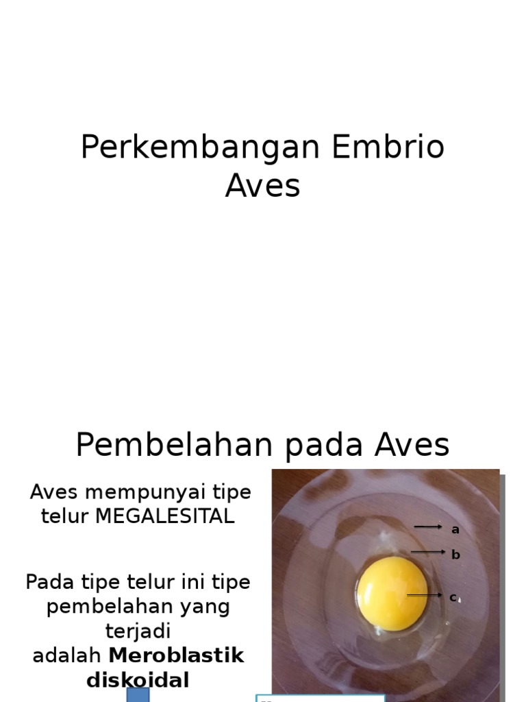 Tahapan Embrio Aves | PDF | Sains & Matematika