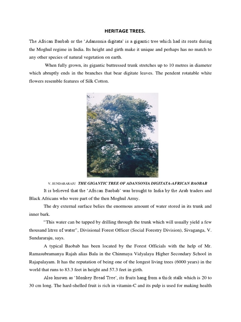 Heritage Trees | PDF | Trees | Plants