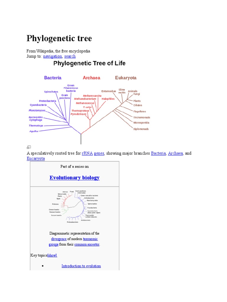 Phylogenetic Tree | PDF | Phylogenetic Tree | Phylogenetics