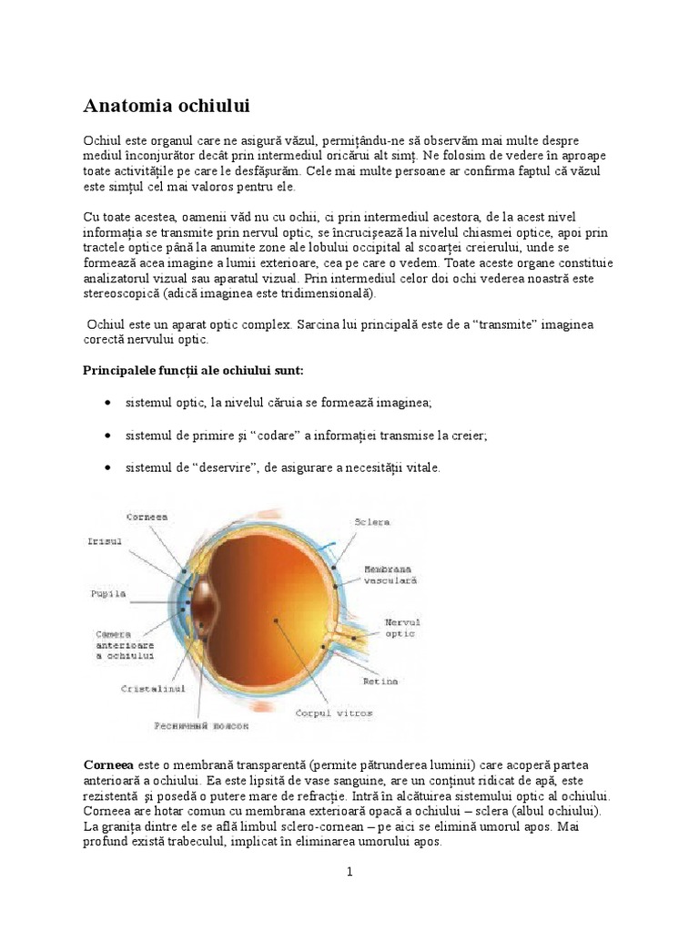 Anatomia Ochiului | PDF