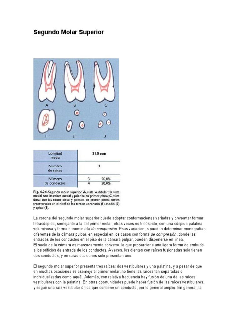 Segundo Molar Superior | PDF | Naturaleza