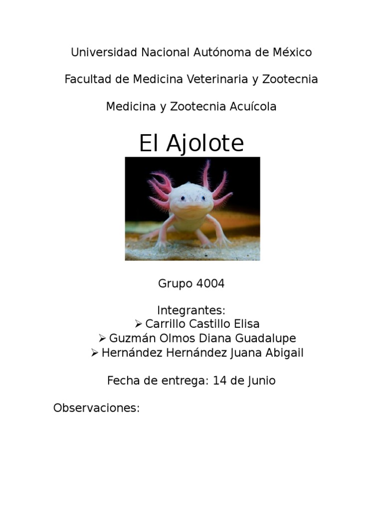 Ajolote | Pulmón | Anfibio