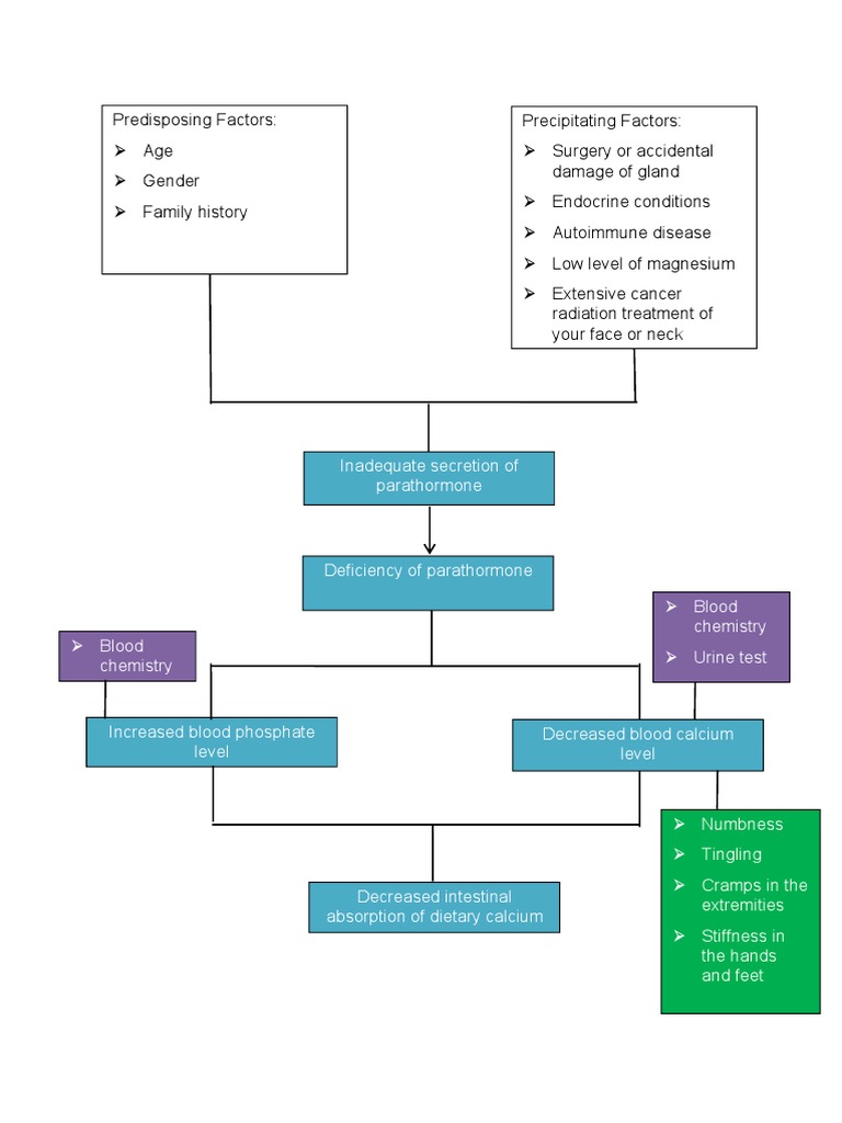 Concept Map Para Thyroid Download Free Pdf Parathyroid Gland