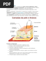 Quimo e Quilo | PDF | Digestão | Estômago