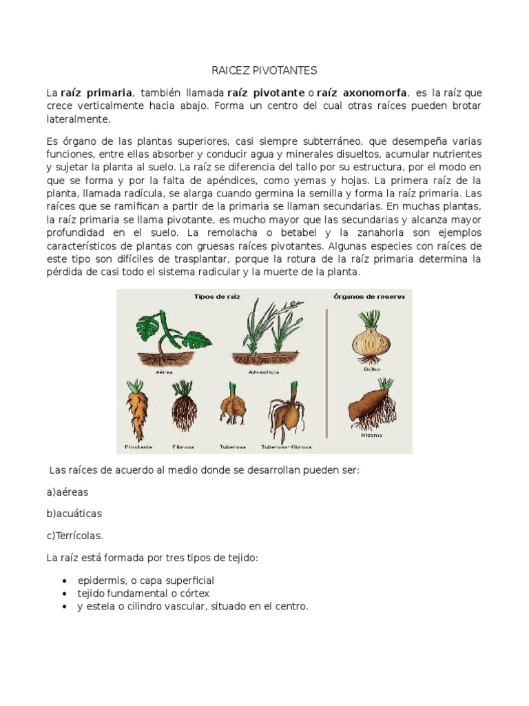 Raíz Pivotante: Características y Ejemplos | PDF | Tallo de la planta ...