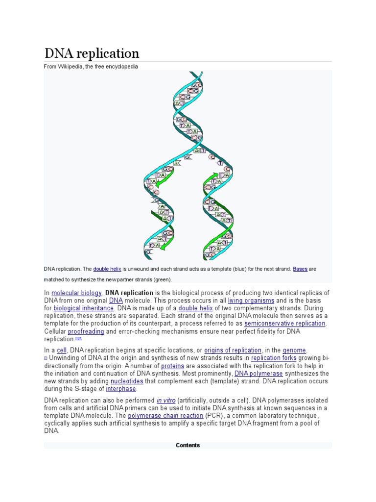 DNA Replication | PDF | Dna Replication | Directionality (Molecular ...