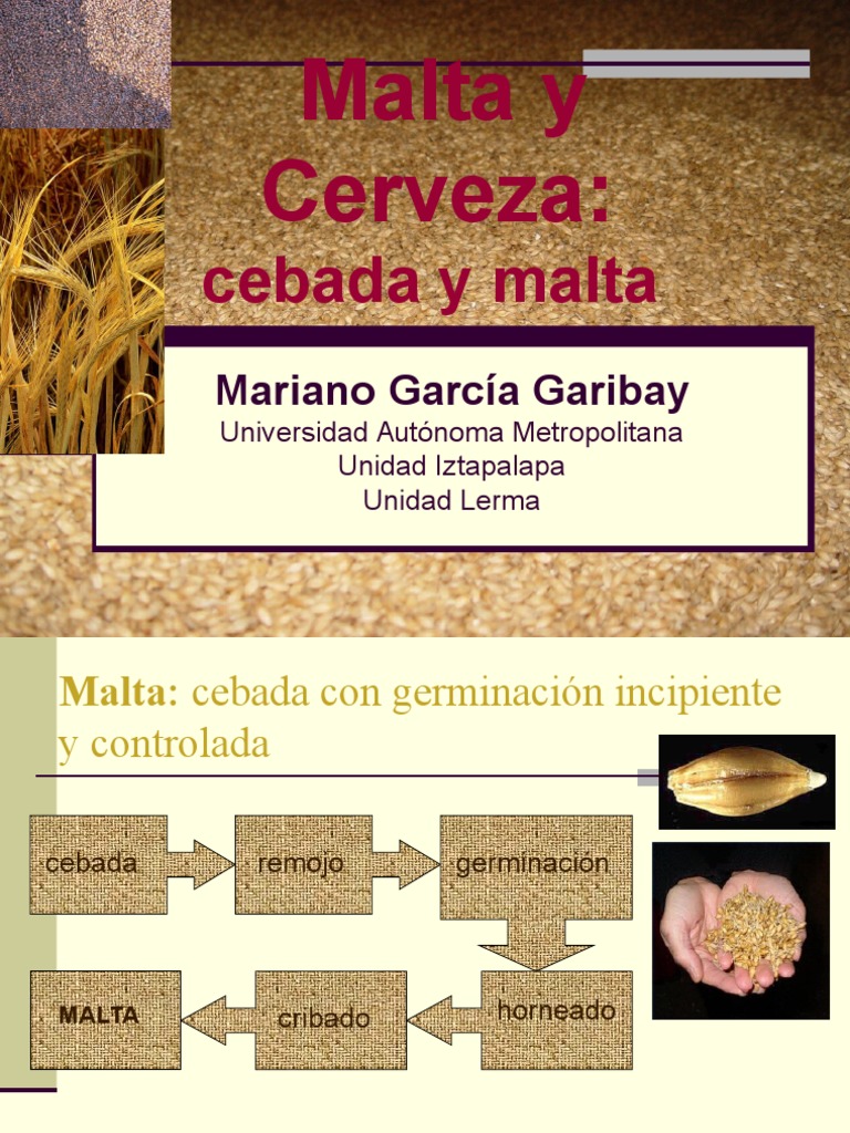 Malta de cebada y su germinación | PDF | Germinación | Malta