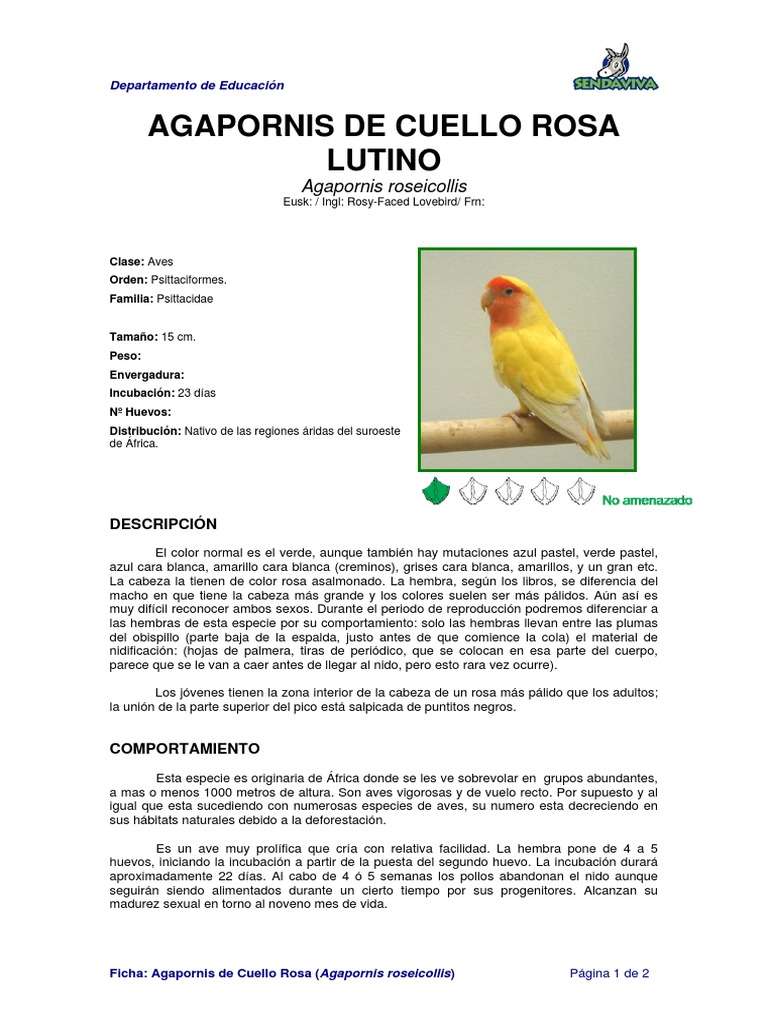 Ficha Agapornis de Cuello Rosa Lutino - Agapornis Roseicollis | PDF