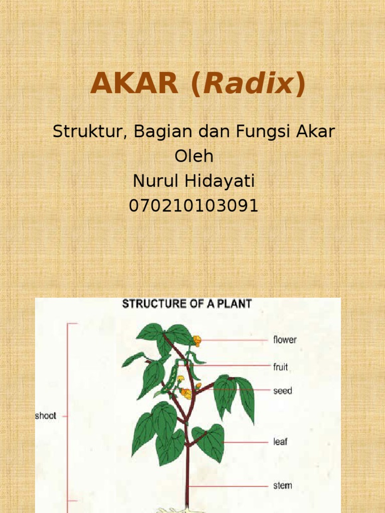 Akar Radix | PDF