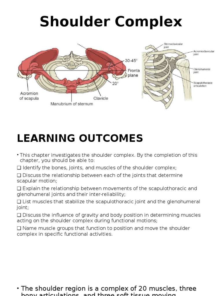 Shoulder Complex | PDF | Shoulder | Anatomical Terms Of Motion