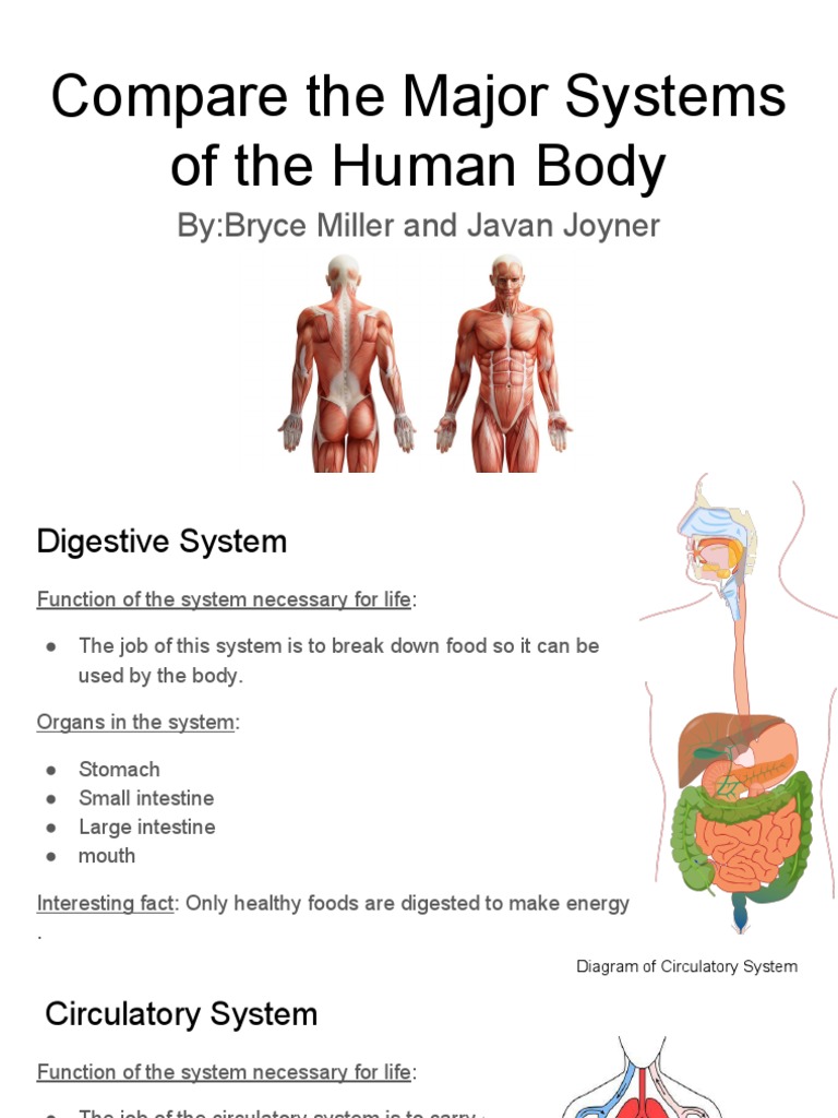 Human Body Systems Overview | PDF | Muscle | Human Body