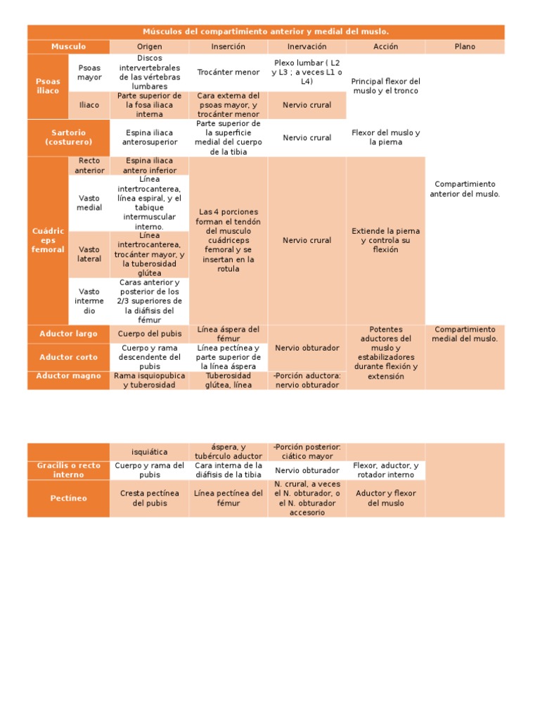 Músculos Del Compartimiento Anterior y Medial Del Muslo | PDF ...