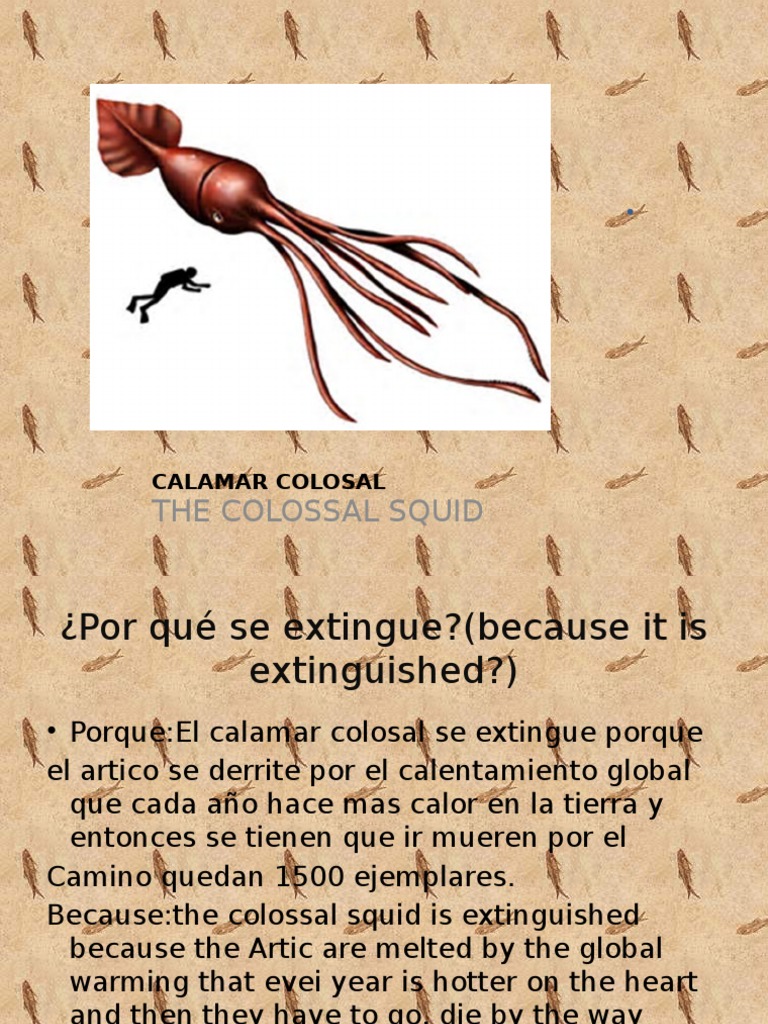 Calamar Colosal | PDF