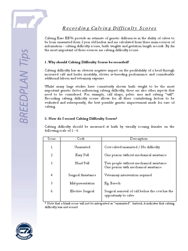 Recording Calving Difficulty Scores | PDF | Calf | Cattle