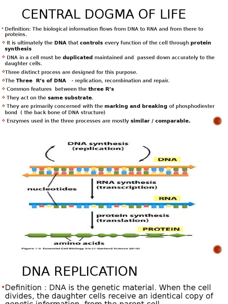 Central Dogma of Life | PDF | Dna Replication | Primer (Molecular Biology)