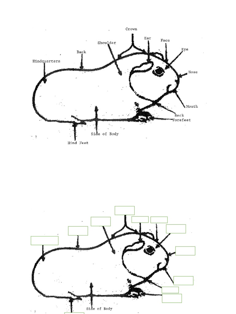 cavy body parts