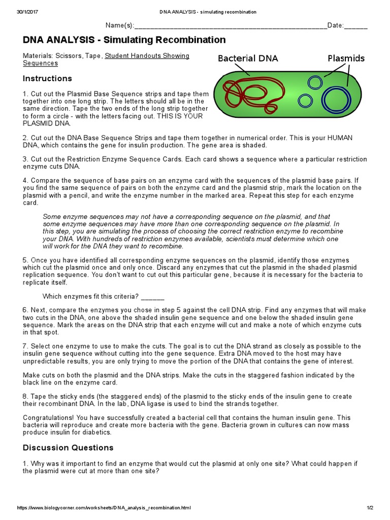 DNA ANALYSIS Simulating Recombination | PDF | Plasmid | Restriction Enzyme