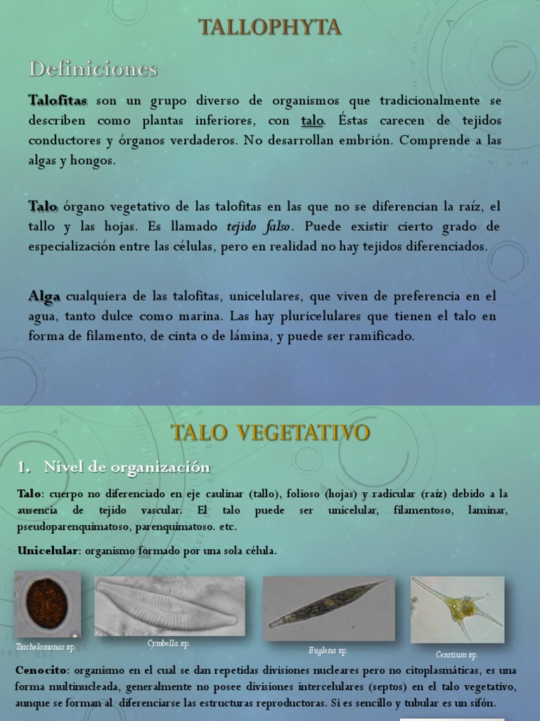 Estructura y Clasificación de Talofitas | PDF | Algas | Cloroplasto
