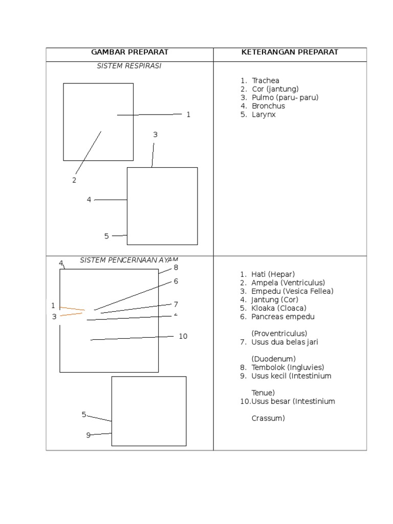 Sistem Respirasi: Gambar Preparat Keterangan Preparat | PDF