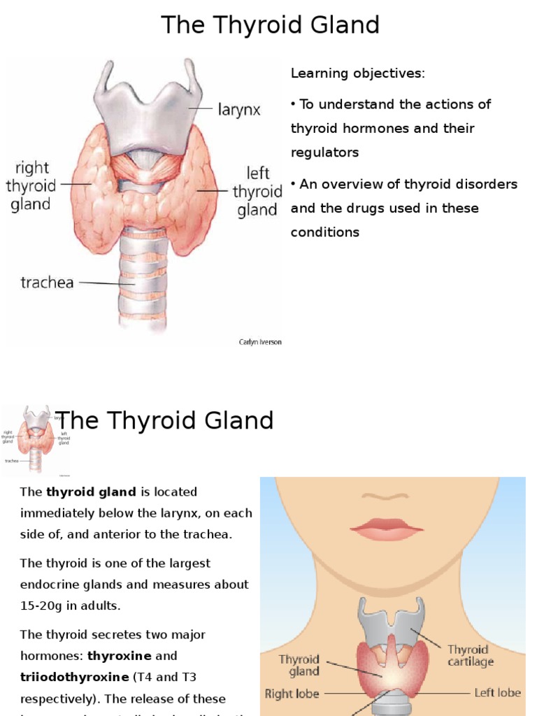 Physiology of the Thyroid Gland | Thyroid | Thyroid Stimulating Hormone