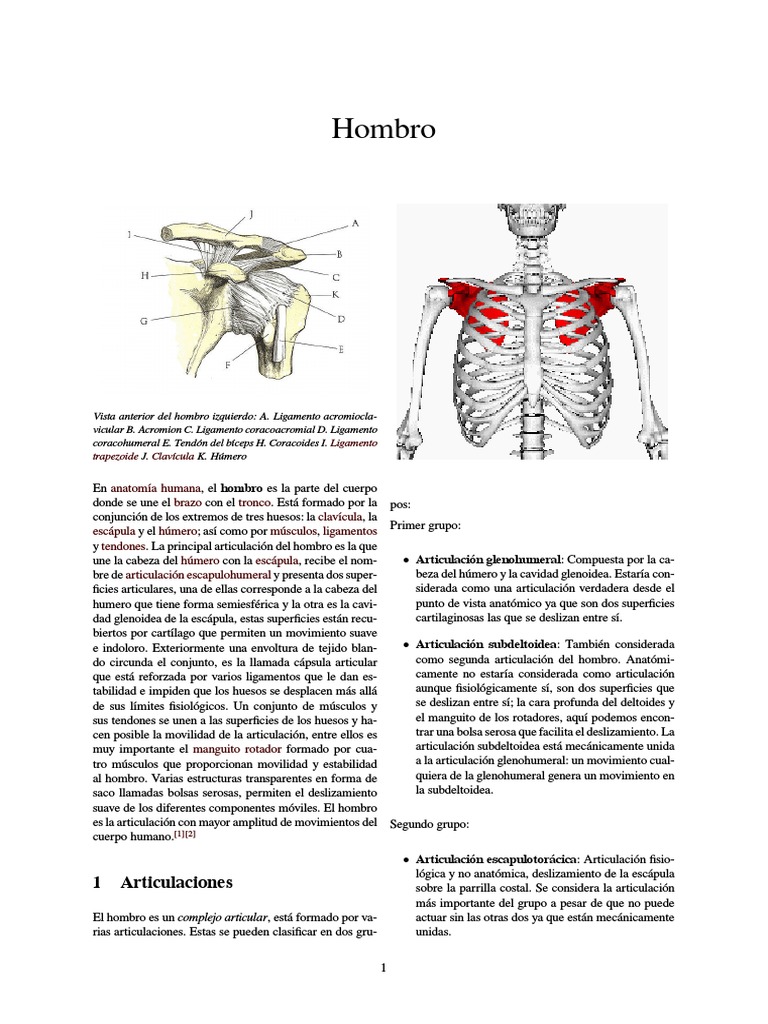 Hombro | PDF | Hombro | Extremidades (anatomía)